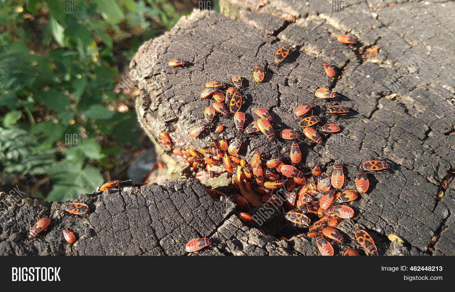 Family Common Image & Photo (Free Trial) | Bigstock