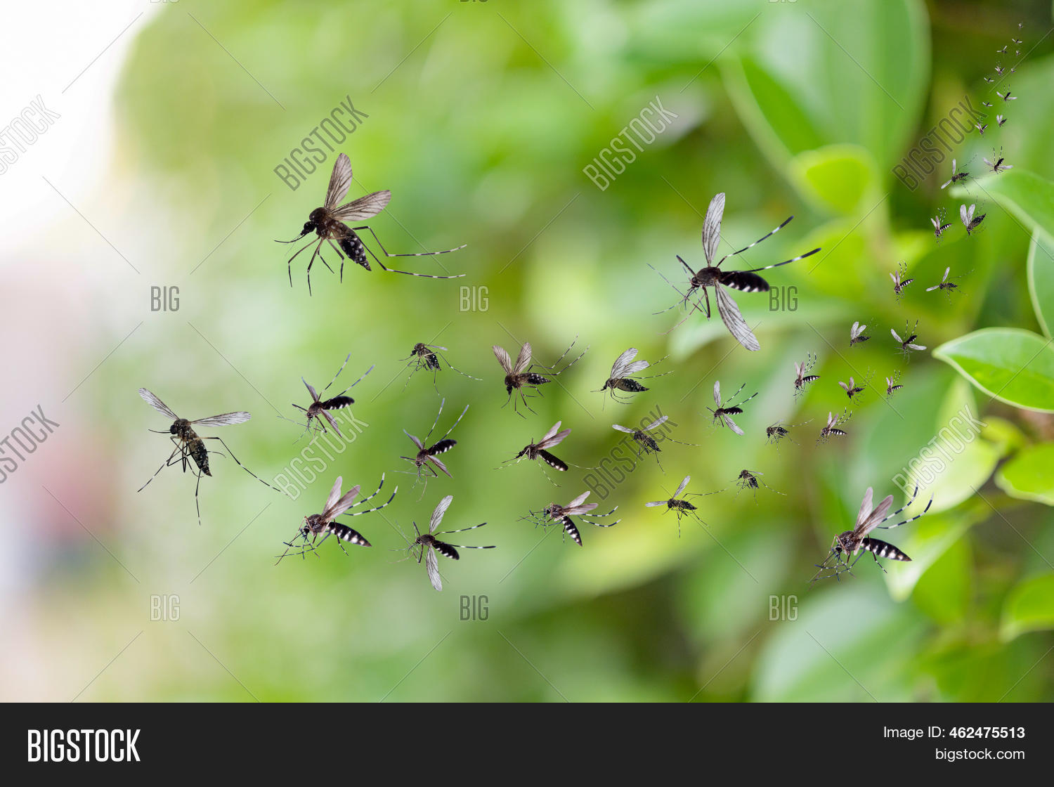 Swarm Mosquitoes Fly Image & Photo (Free Trial) | Bigstock