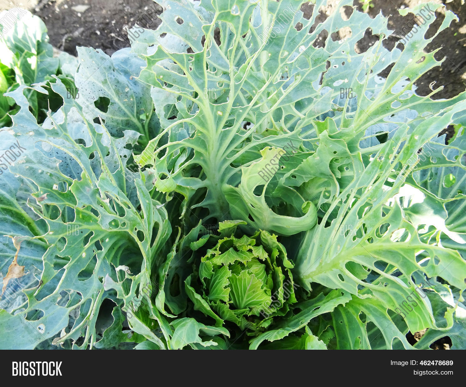 Loss Cabbage Crop, Image & Photo (Free Trial) | Bigstock