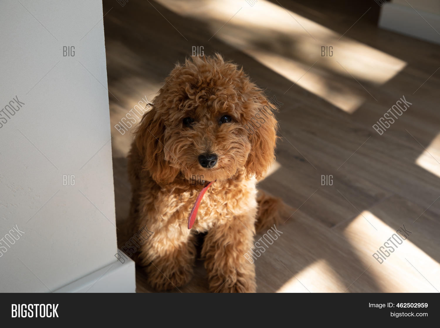 Small Ginger Poodle Image & Photo (Free Trial) | Bigstock