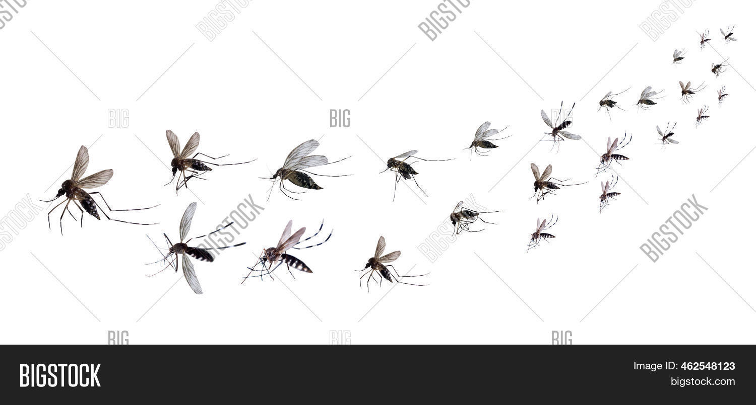 Flying Mosquitoes Image & Photo (Free Trial) | Bigstock