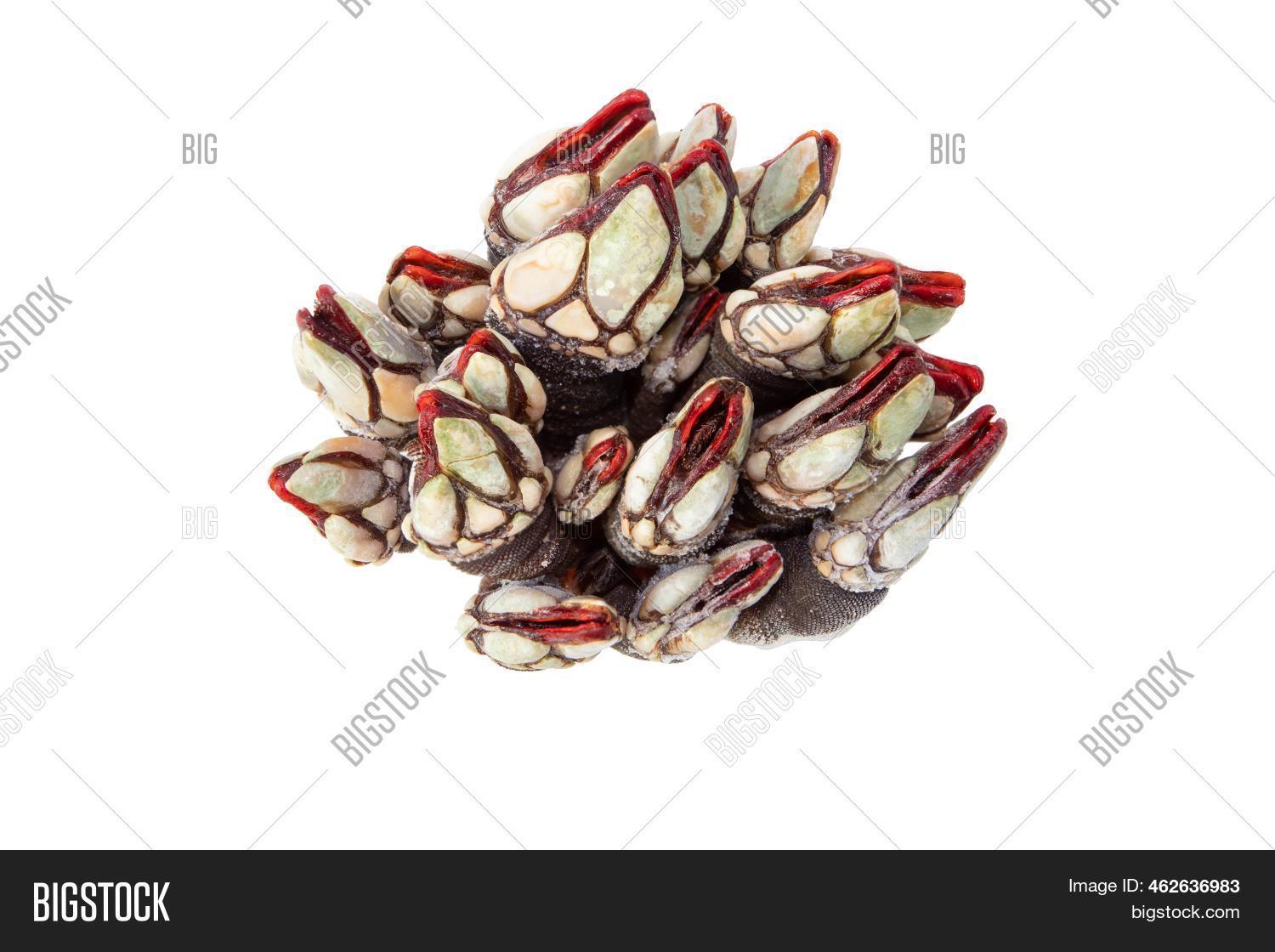 Goose Neck Barnacle Image & Photo (Free Trial) | Bigstock