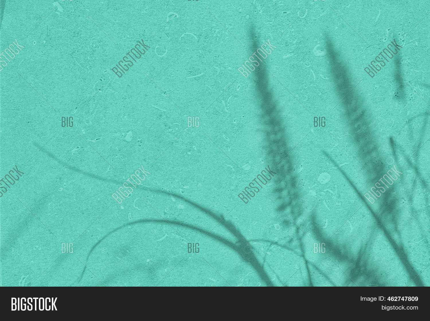 Shadow Leaves On Mint Image & Photo (Free Trial) | Bigstock