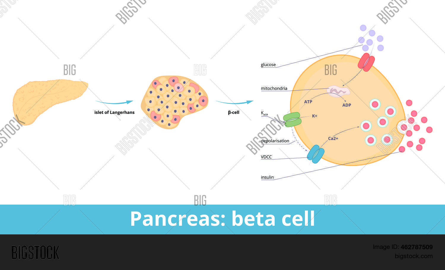 Vector y foto Pancreas: Beta (prueba gratis) | Bigstock