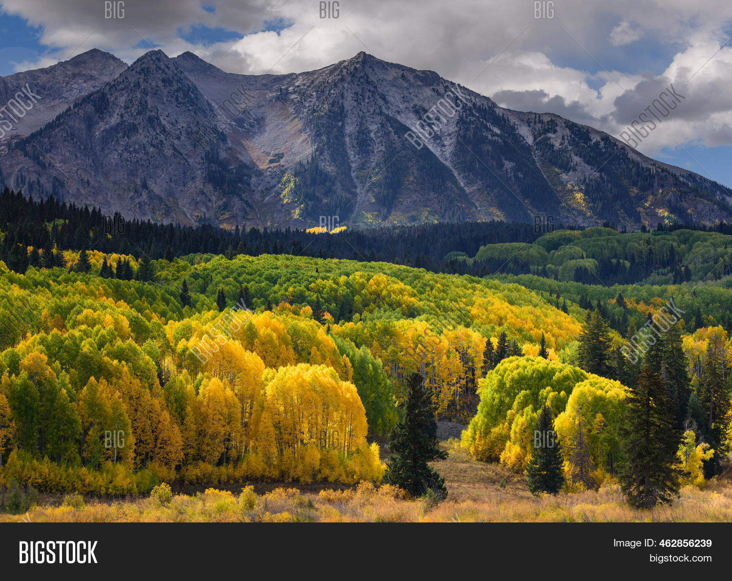 Backlit Aspen Trees On Image & Photo (Free Trial) | Bigstock