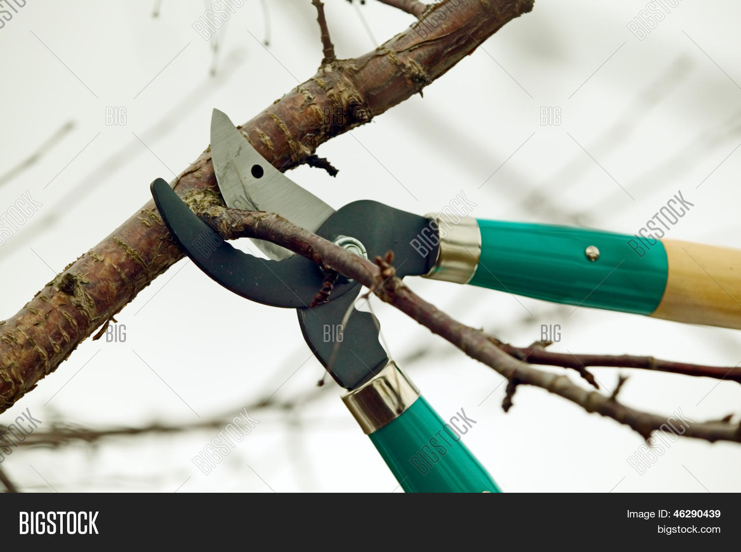 Cutting Branches Tree Image & Photo (Free Trial) | Bigstock