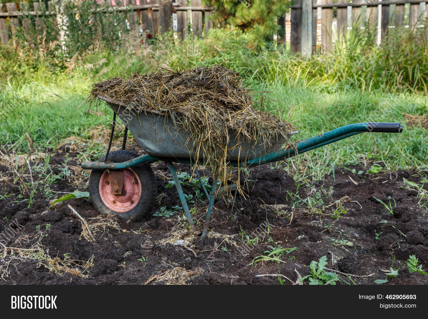 Wheelbarrow Cattle Image & Photo (Free Trial) | Bigstock