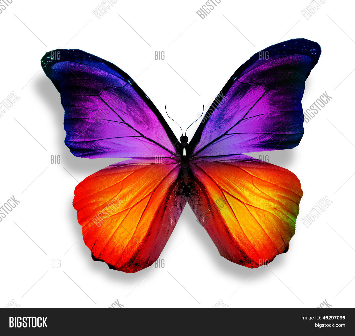 Morpho Violet Orange Image & Photo (Free Trial) | Bigstock