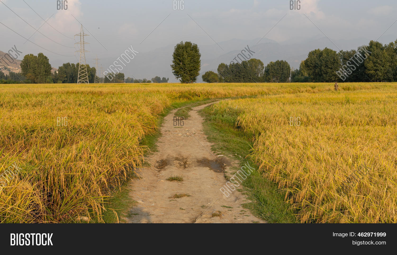 Path Passing Rice Image & Photo (Free Trial) | Bigstock