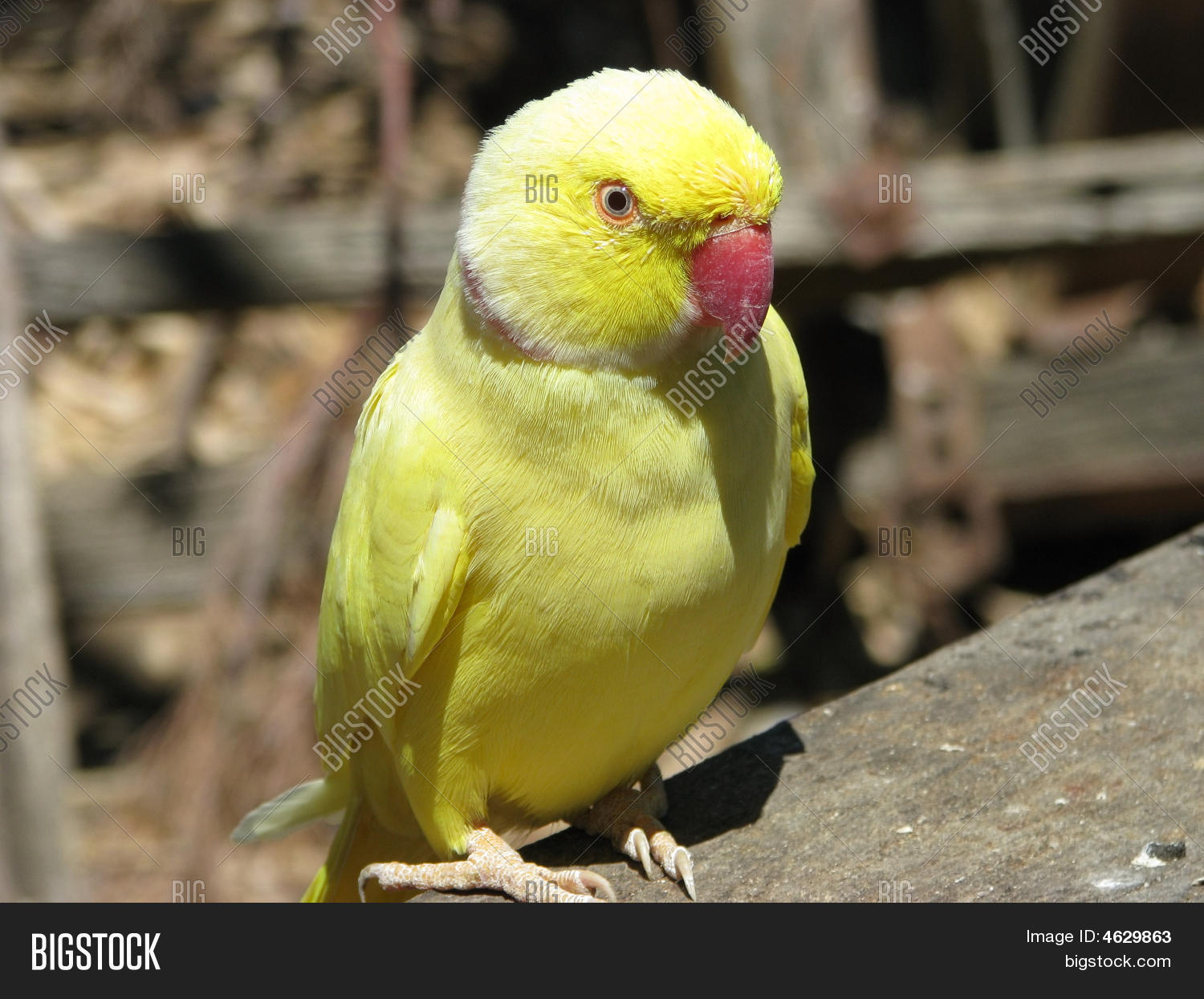 Yellow Parrot Image & Photo (Free Trial) | Bigstock