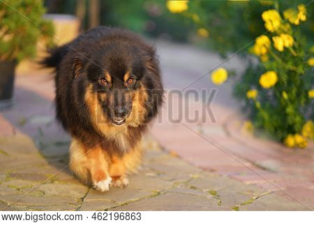 Brown Mixed Breed Dog Image & Photo (Free Trial) | Bigstock