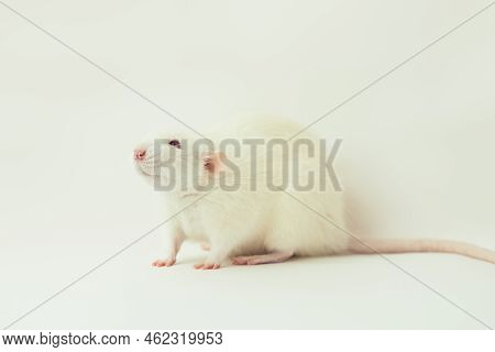 White Rat Dumbo Red Image & Photo (Free Trial) | Bigstock