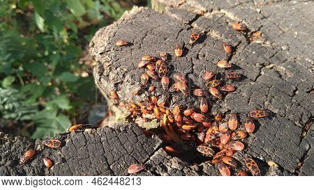 Family Common Image & Photo (Free Trial) | Bigstock