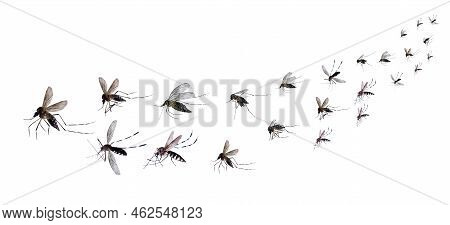 Flying Mosquitoes Image & Photo (Free Trial) | Bigstock