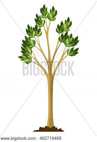 Stage Tree Growth. Vector & Photo (Free Trial) | Bigstock