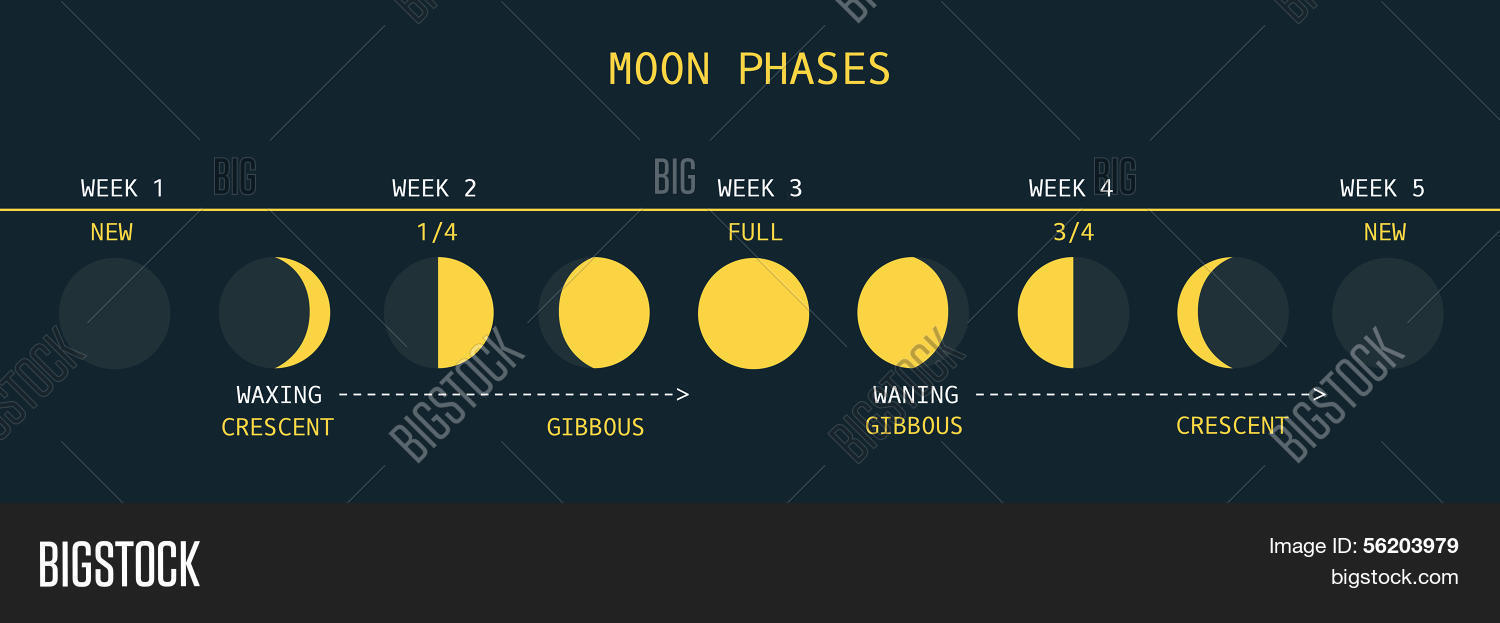 Moon Phases Northern Vector & Photo (Free Trial) | Bigstock