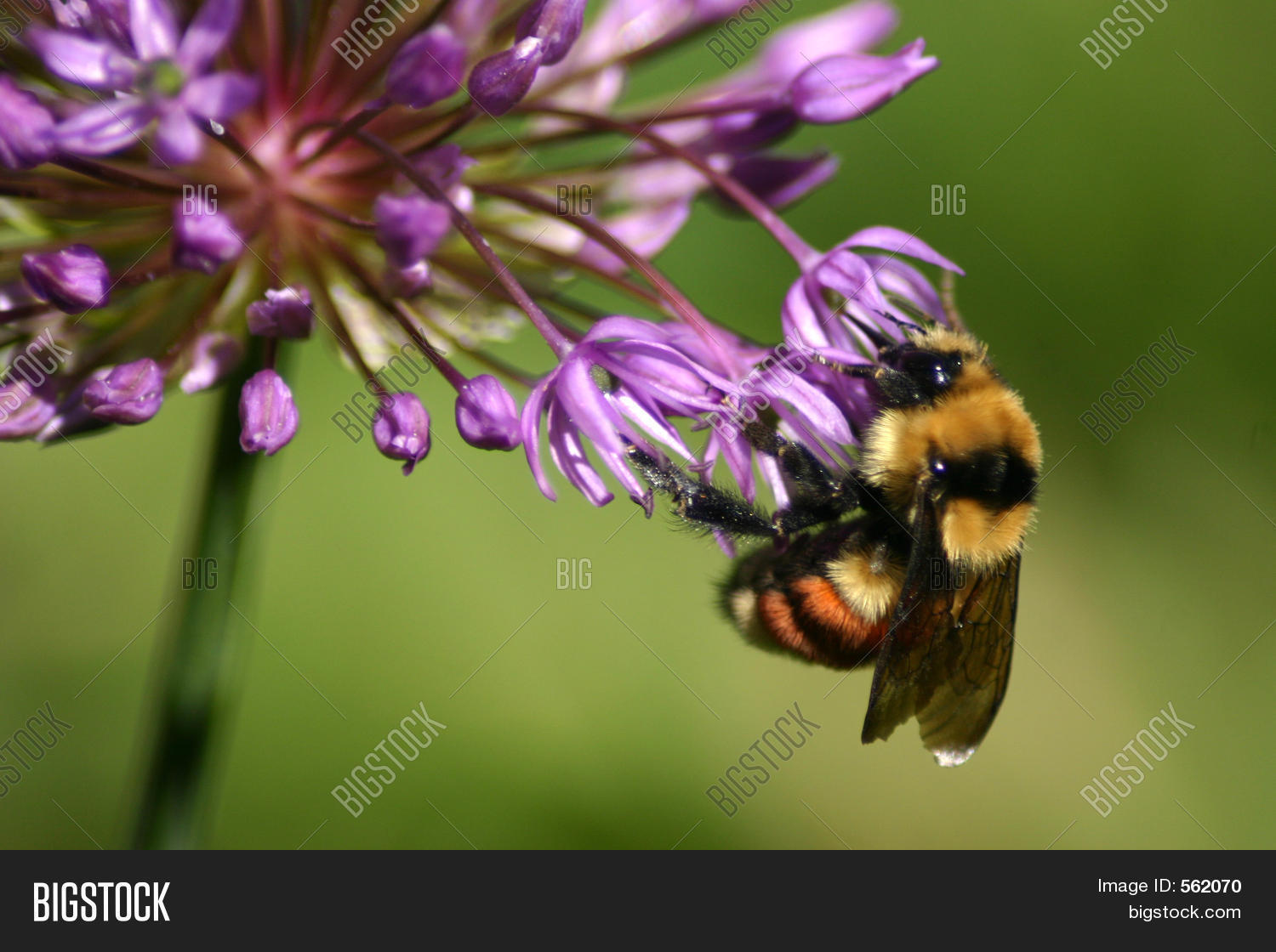 Busy Bee Image & Photo (Free Trial) | Bigstock