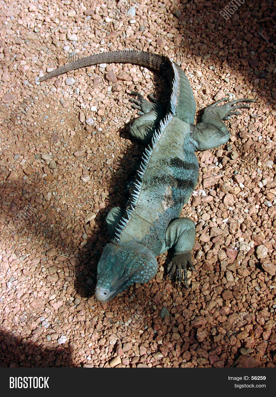 Camono Dragon Image & Photo (Free Trial) | Bigstock