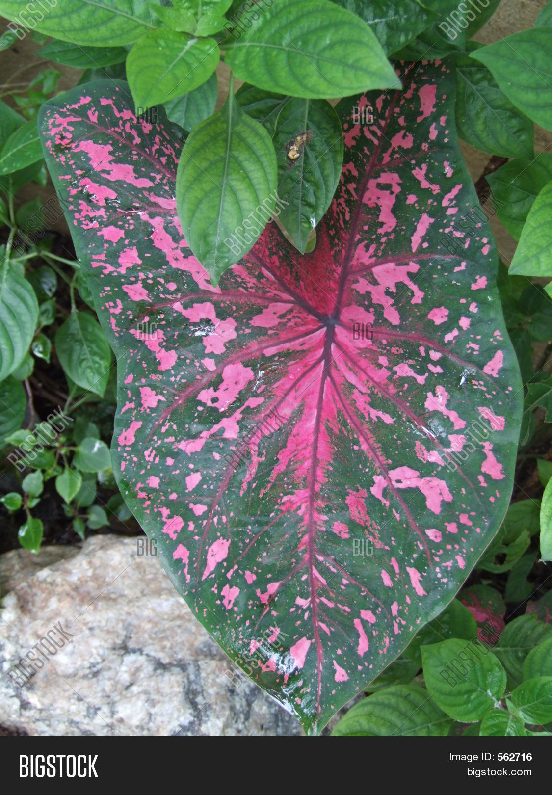 Tropical Leaves Image & Photo (Free Trial) | Bigstock