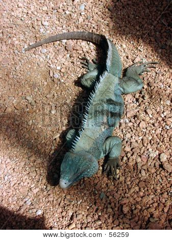 Camono Dragon Image & Photo (Free Trial) | Bigstock