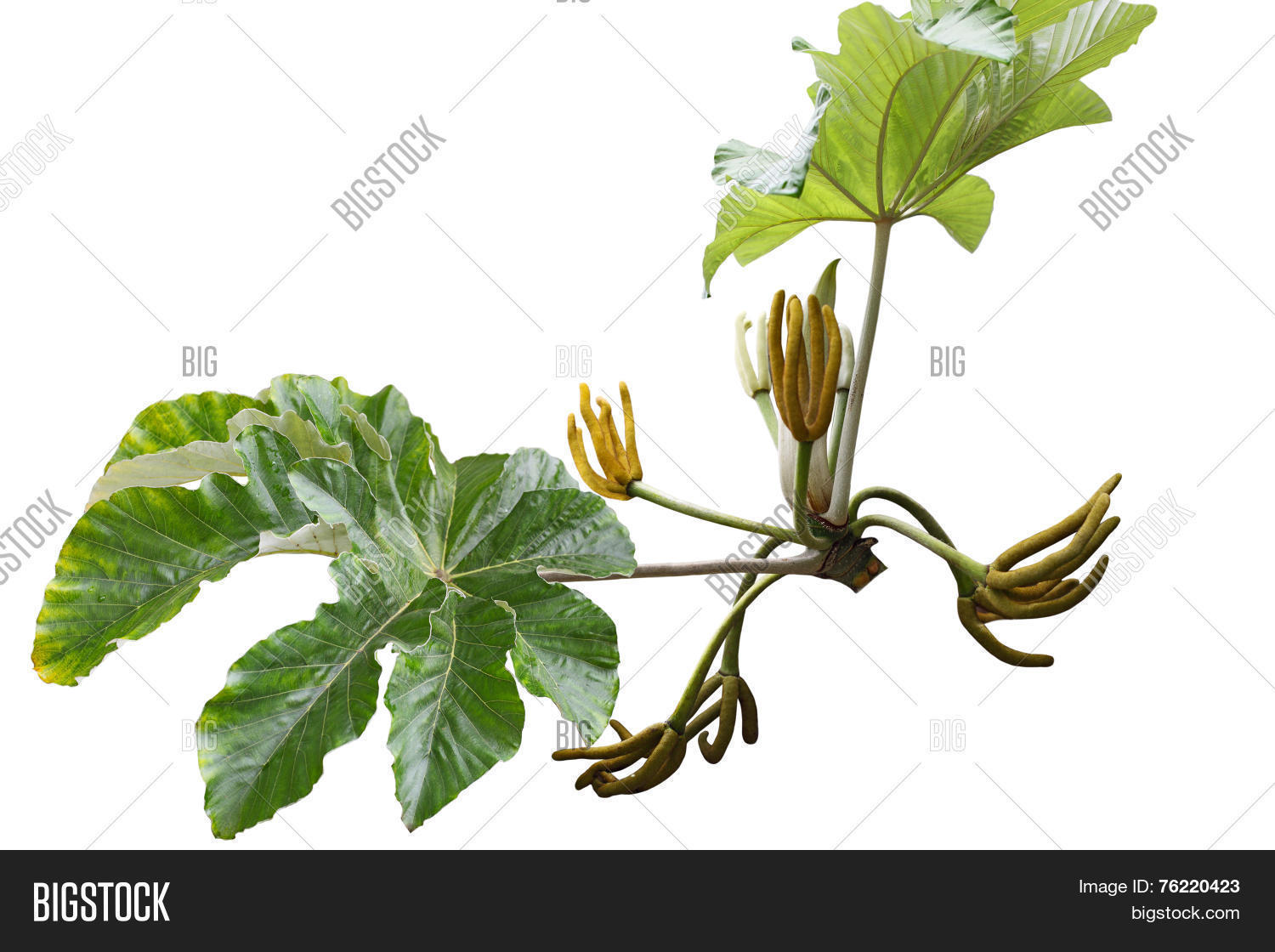 Cecropia Fruit Image & Photo (Free Trial) | Bigstock