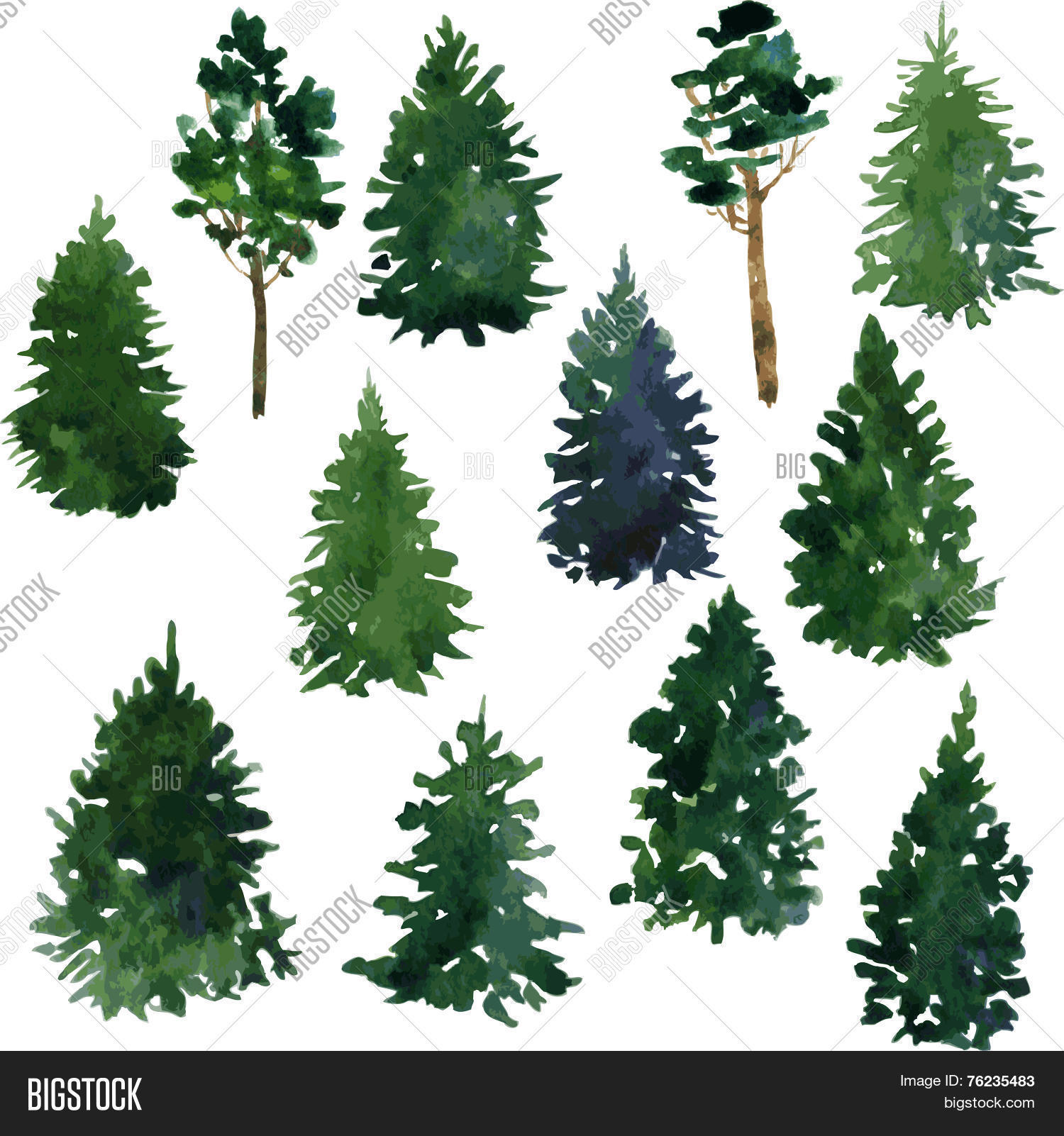 Set Conifer Trees Vector & Photo (Free Trial) | Bigstock