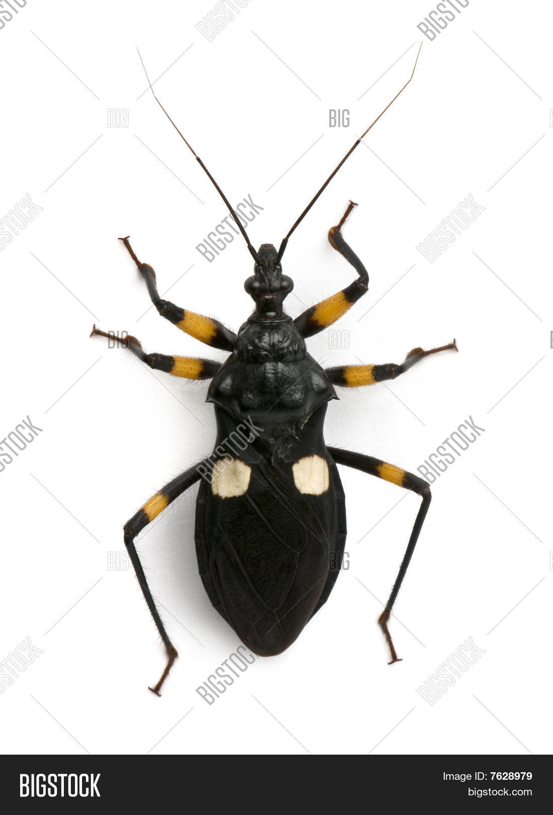 Platymeris Biguttatus Image & Photo (Free Trial) | Bigstock
