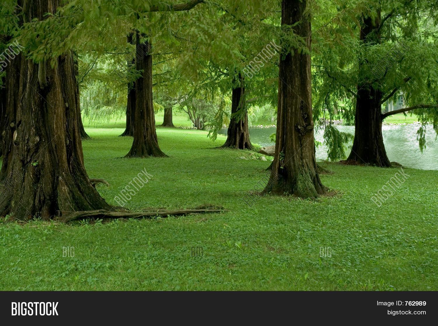 Dawn Redwood Trees Image & Photo (Free Trial) | Bigstock