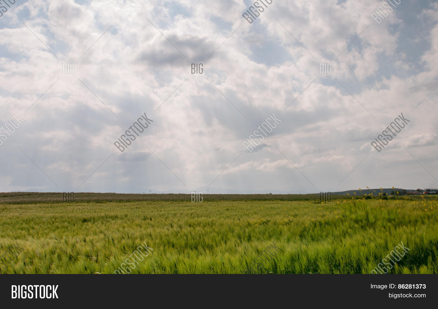 Wheat Field Meadow Image & Photo (Free Trial) | Bigstock