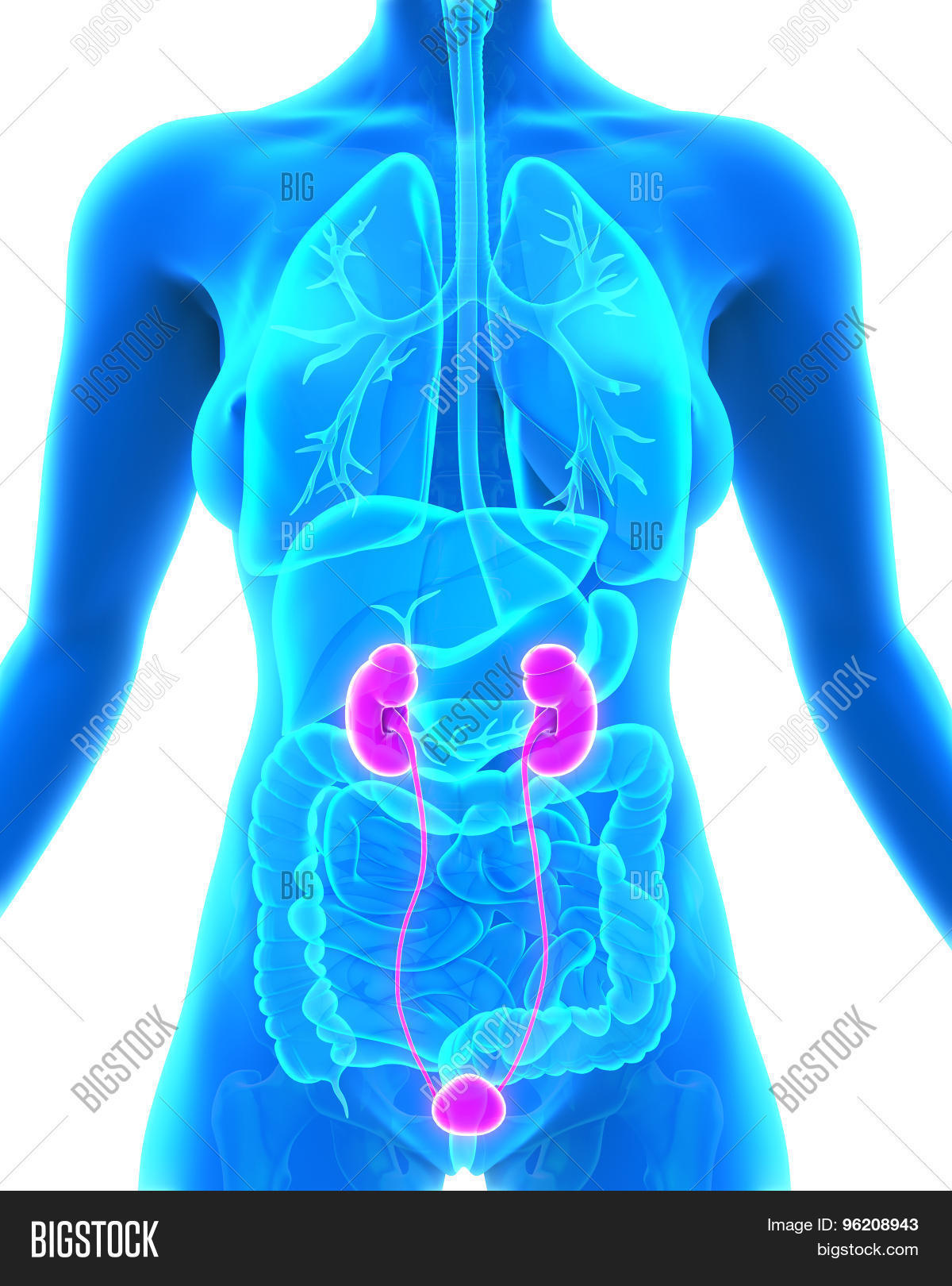 Human Kidneys Anatomy Image & Photo (Free Trial) | Bigstock