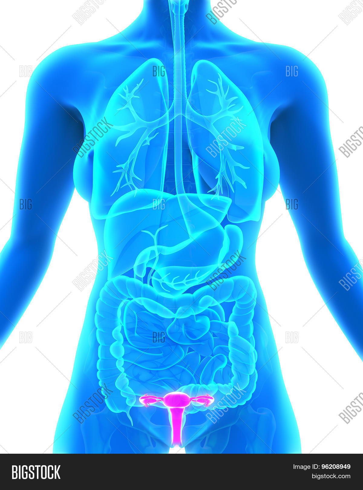 Female Reproductive Image & Photo (Free Trial) | Bigstock