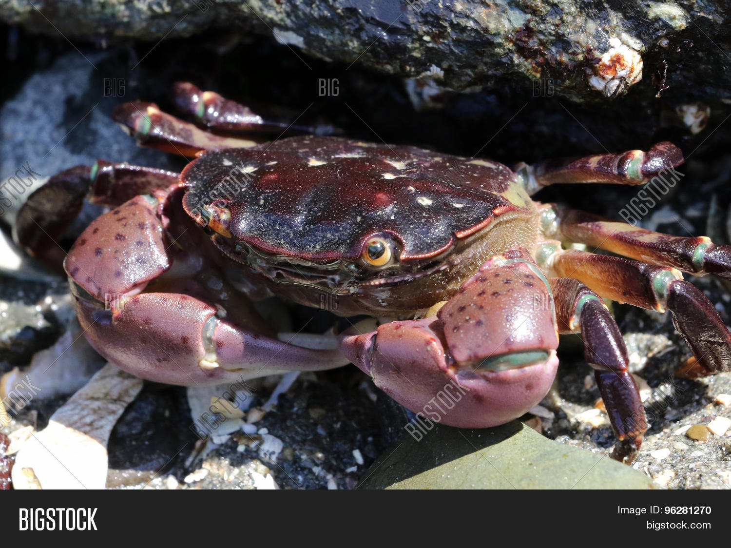 Purple Shore Crab - Image & Photo (Free Trial) | Bigstock