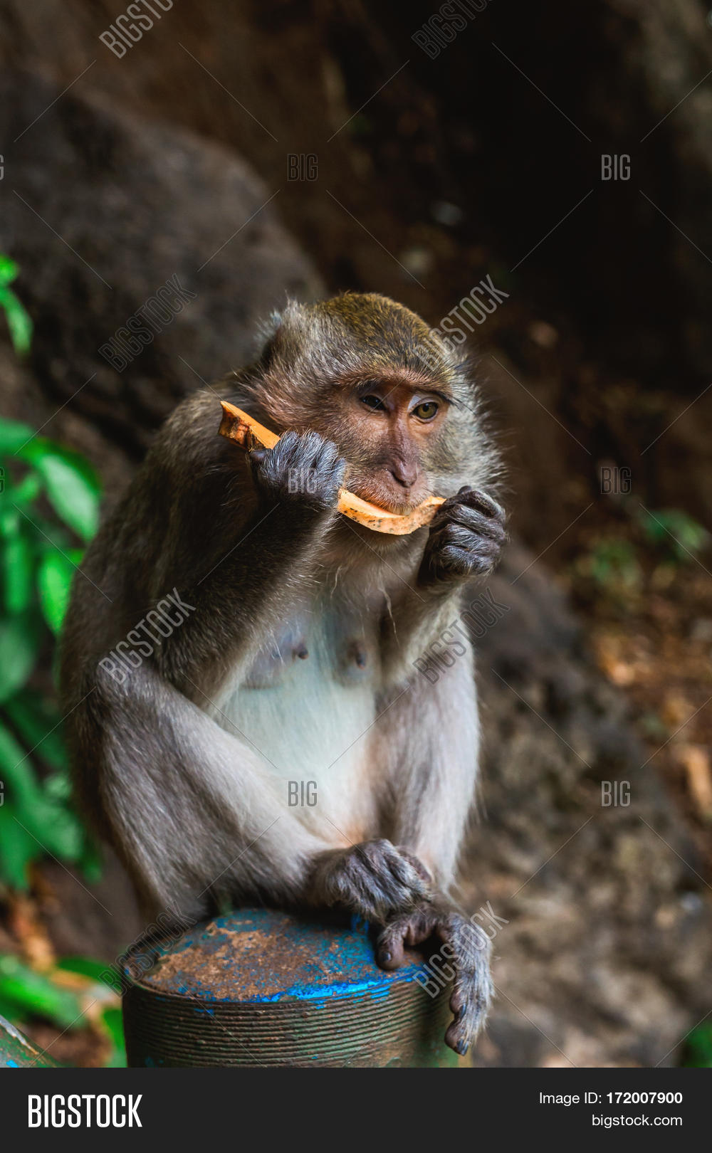 Funny Monkey Eating Image & Photo (Free Trial) | Bigstock