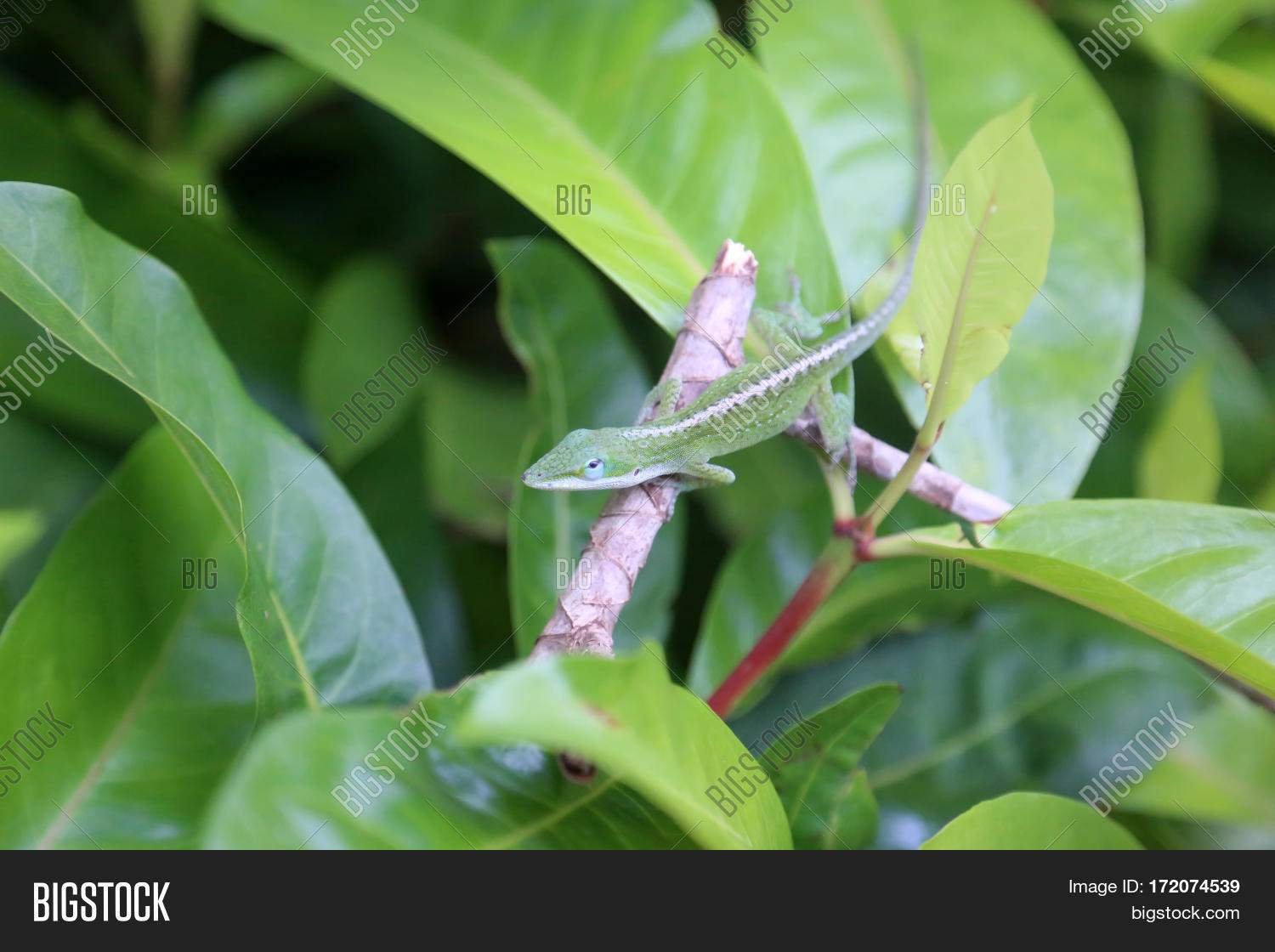 Carolina Anole Lizard Image & Photo (Free Trial) | Bigstock