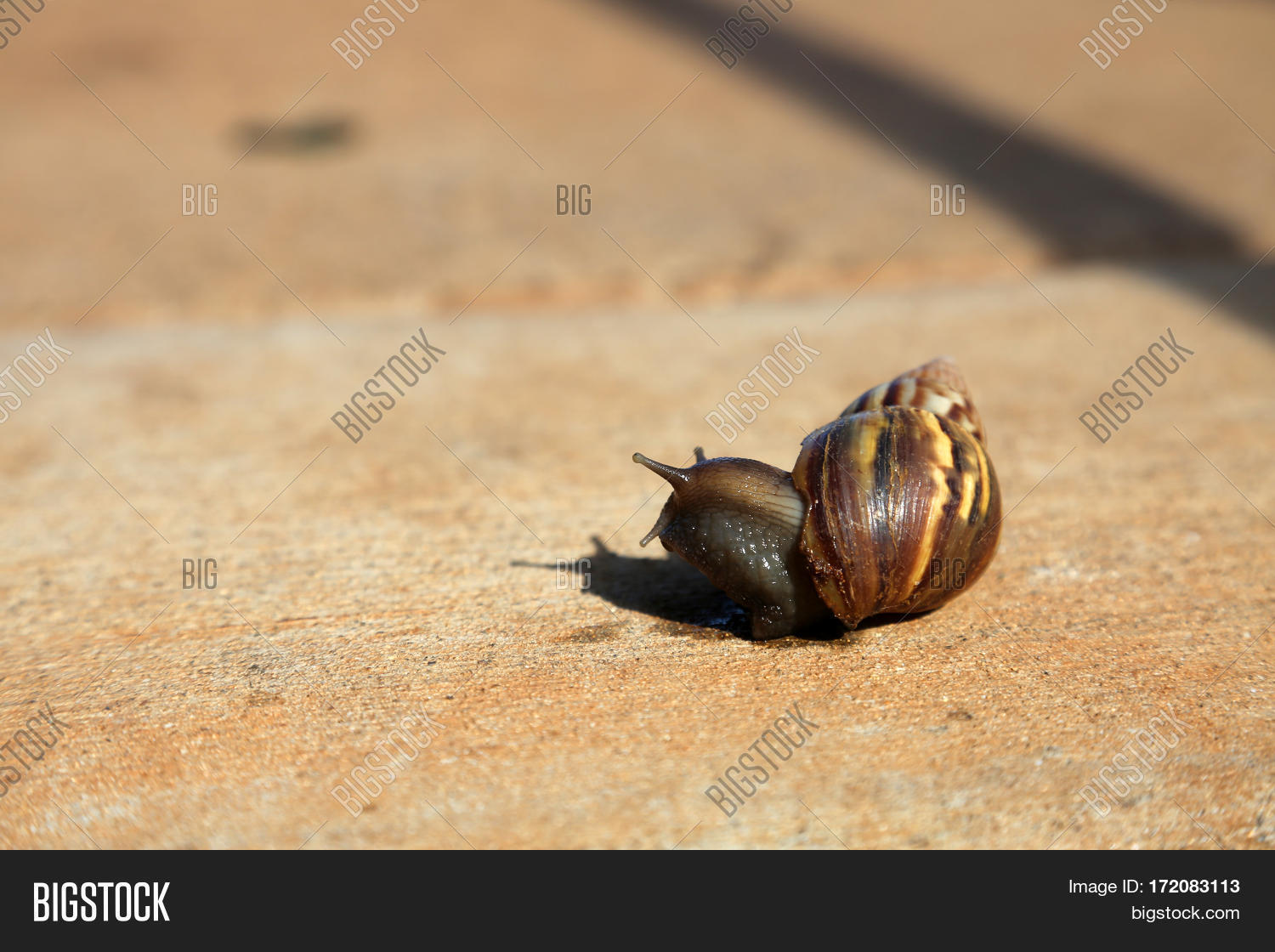 O'ahu Tree Snail. O? Image & Photo (Free Trial) | Bigstock