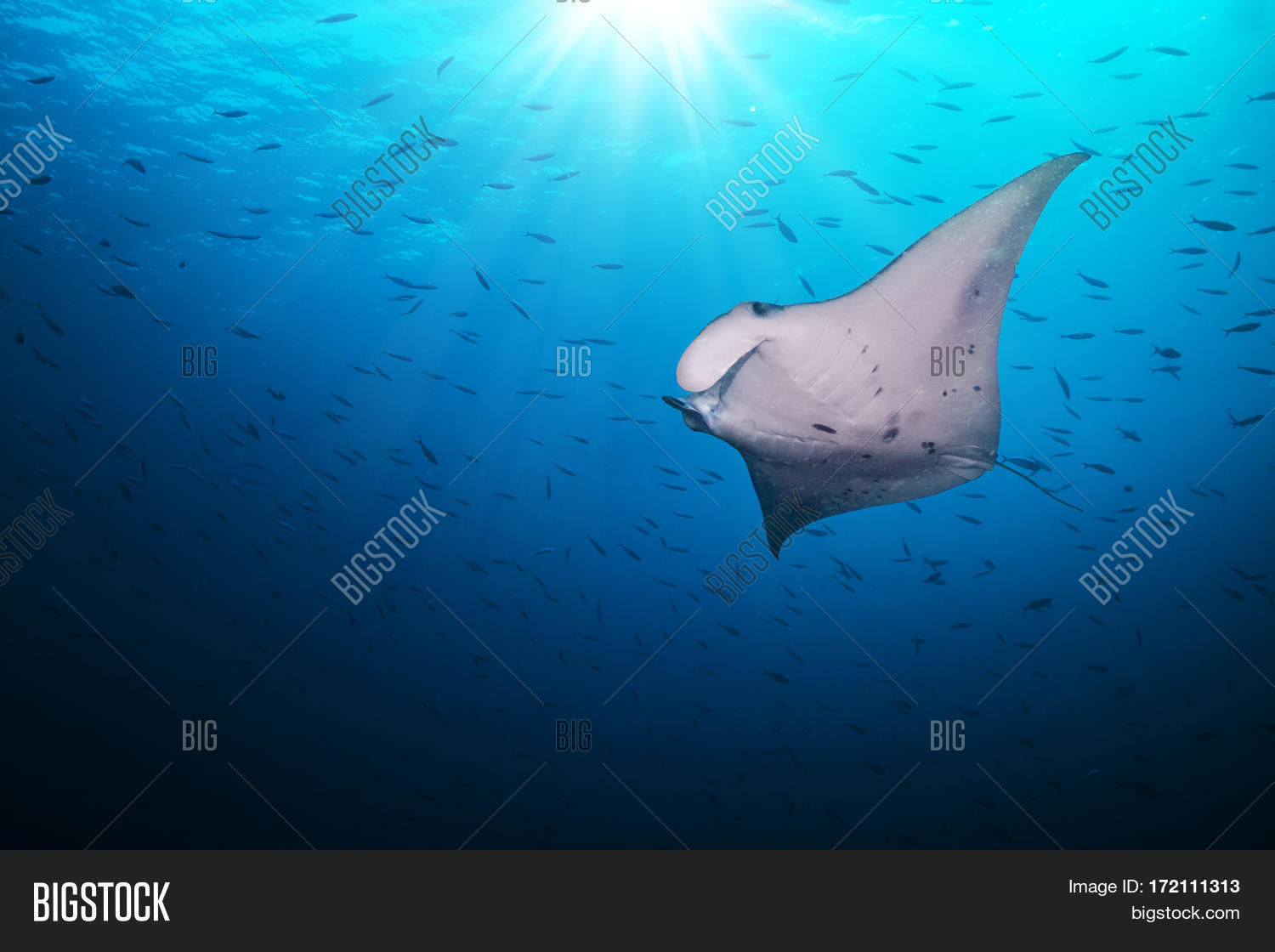 Beautiful Big Manta Image & Photo (Free Trial) | Bigstock