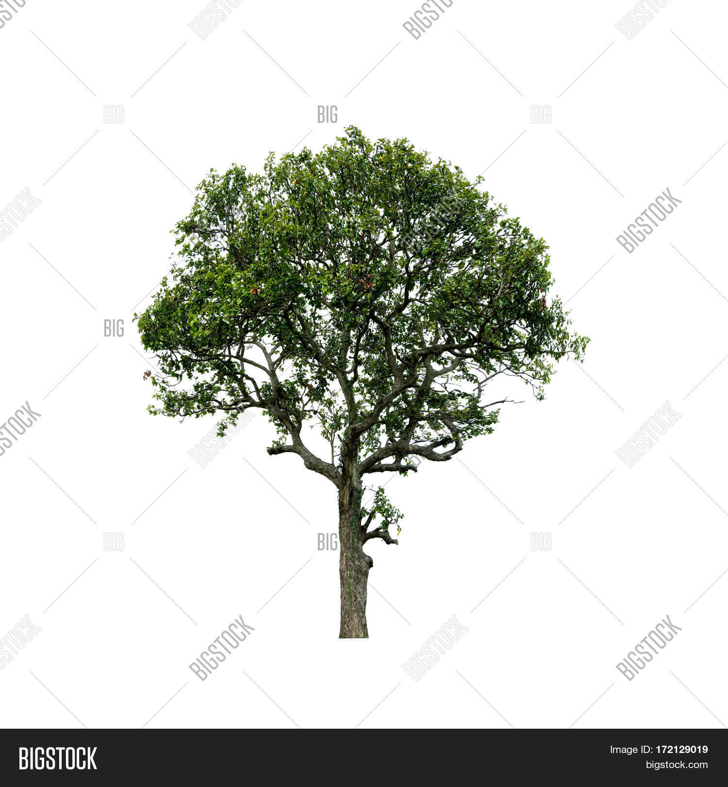 Big Tree Isolated On Image & Photo (Free Trial) | Bigstock