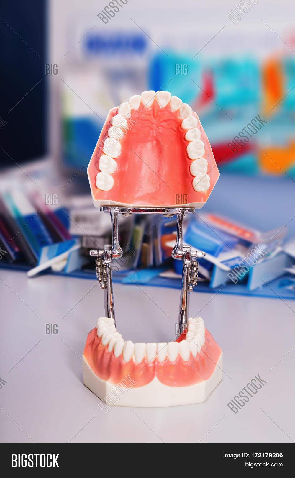 Set Close Dental Model Image & Photo (Free Trial) | Bigstock