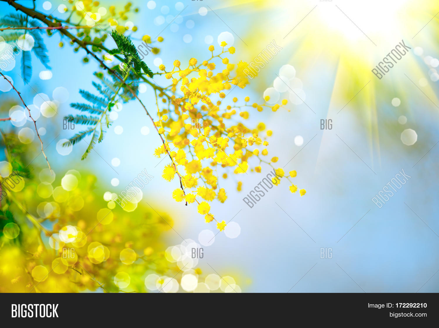Mimosa Spring Flowers Image & Photo (Free Trial) | Bigstock