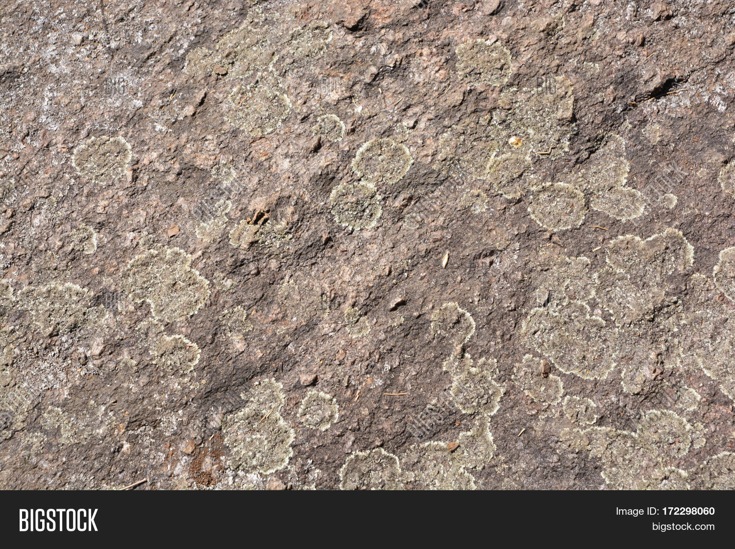 Lichen On Stone Image & Photo (Free Trial) | Bigstock