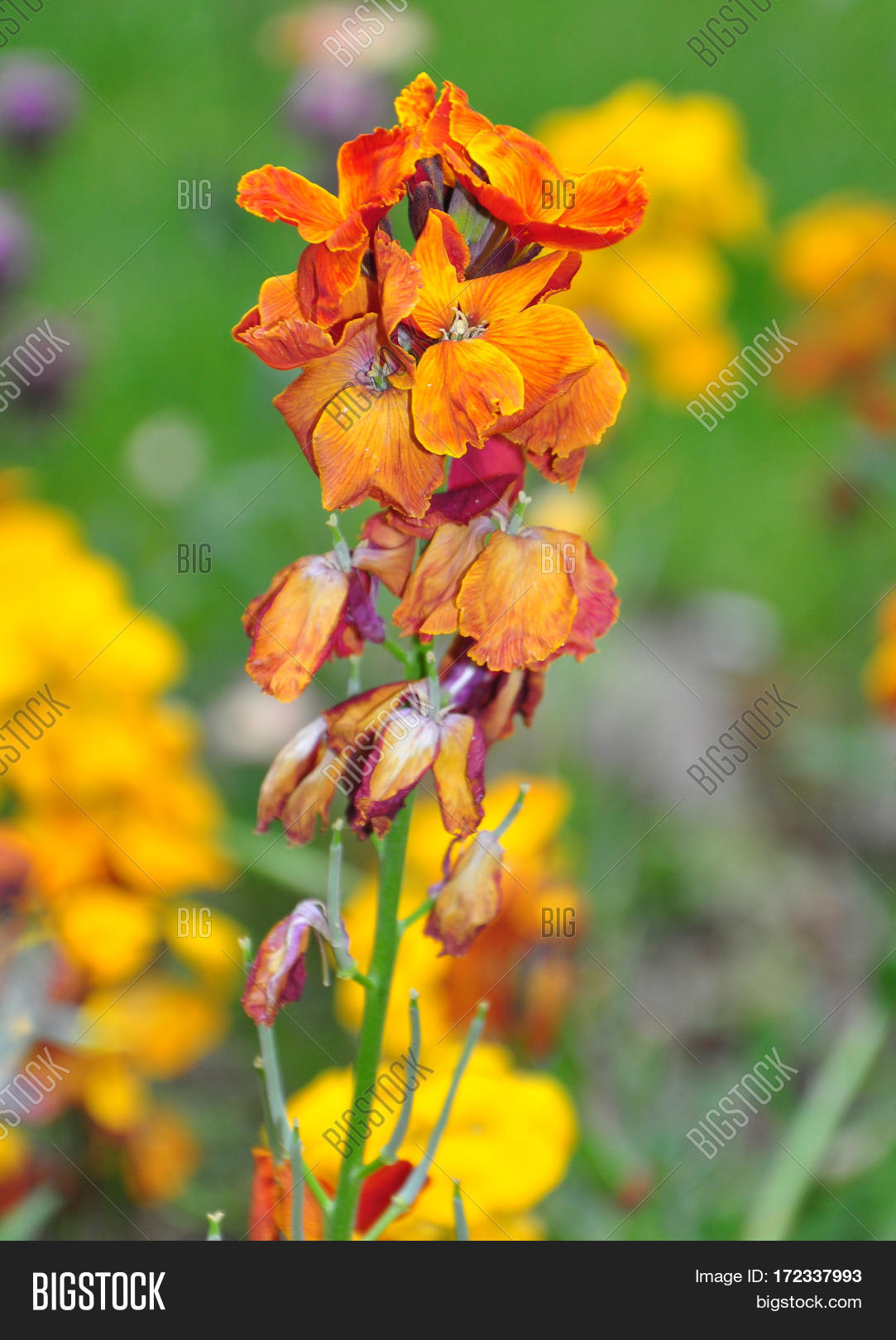 Wallflower (erysimum Image & Photo (Free Trial) | Bigstock