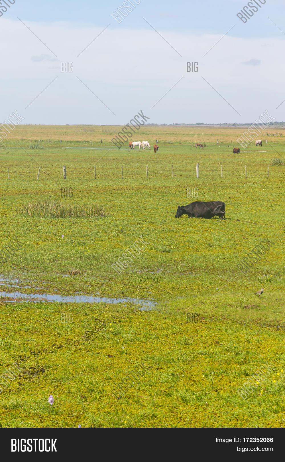 Cows Swamp On Farm Image & Photo (Free Trial) | Bigstock