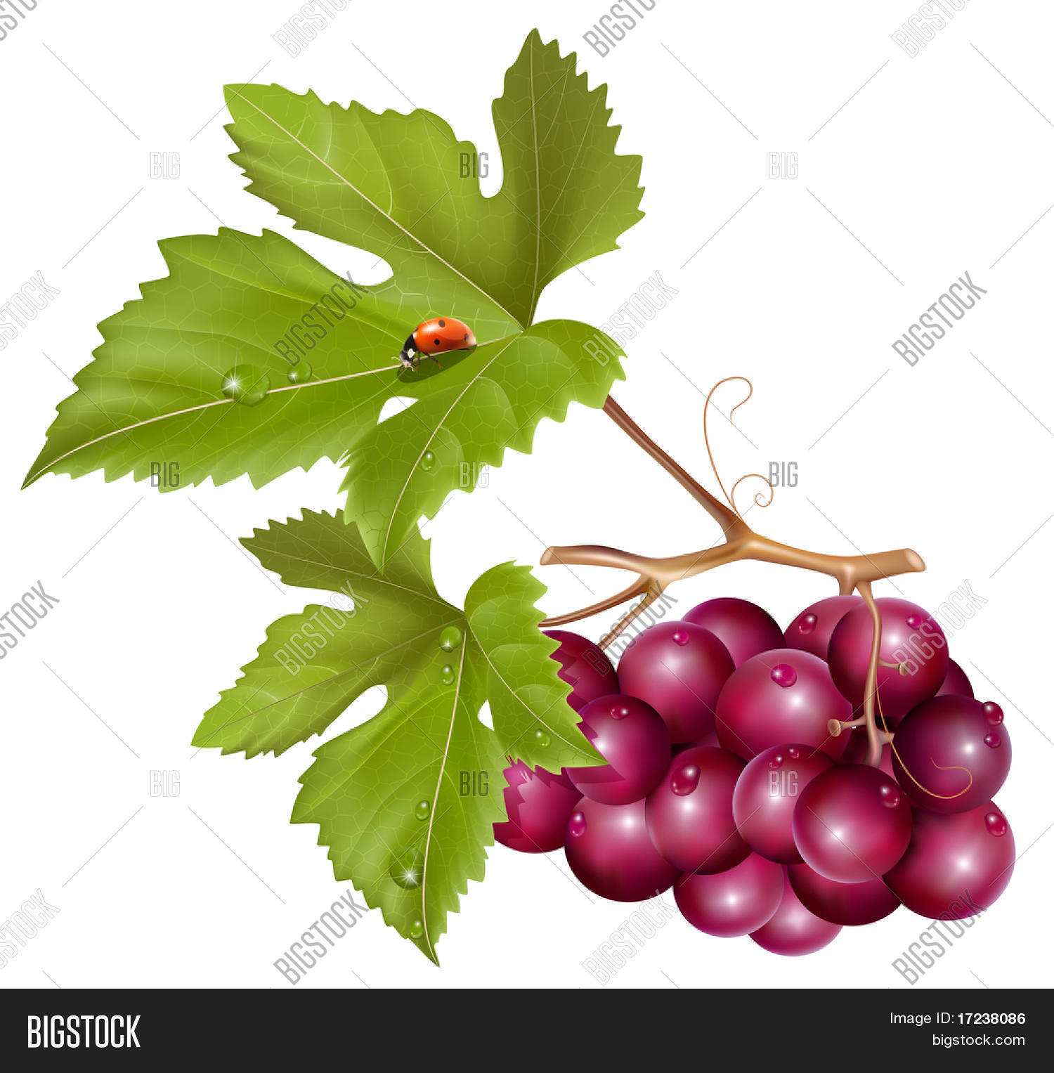 Vector. Grape Cluster Vector & Photo (Free Trial) | Bigstock