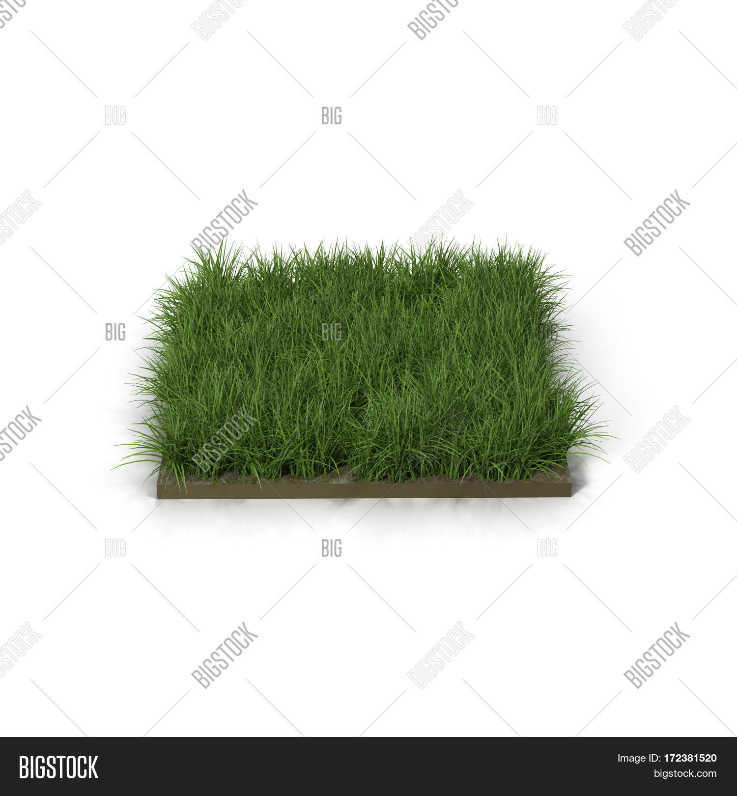 Square Ryegrass Grass Image & Photo (Free Trial) | Bigstock