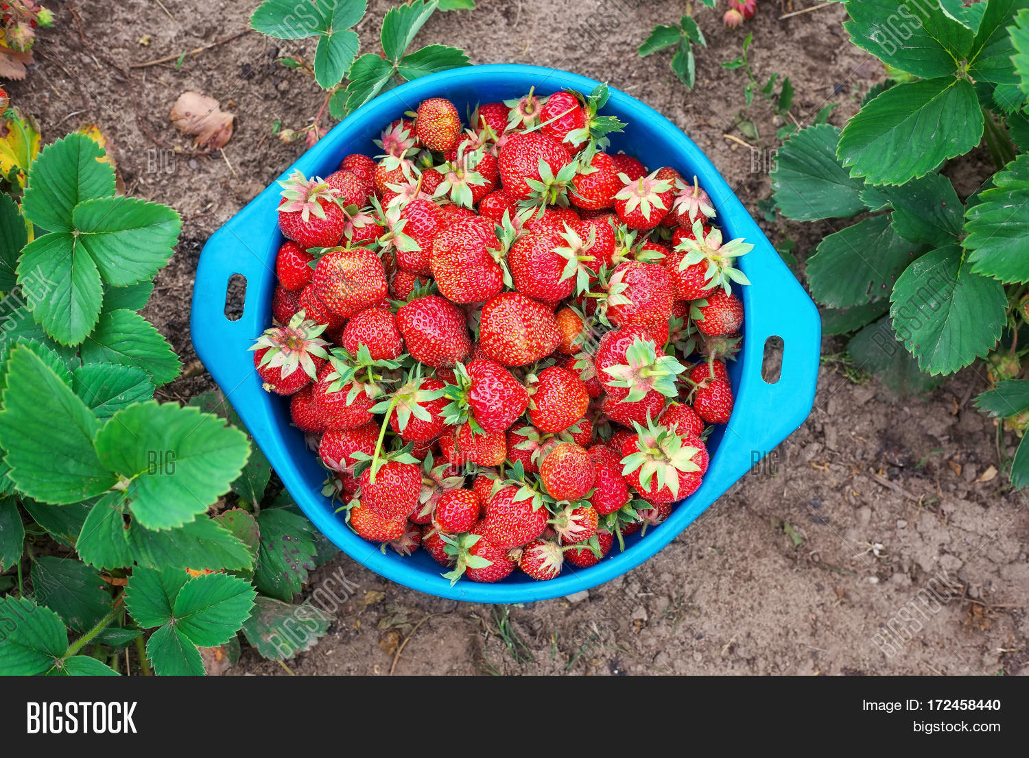 Delicious Ripe Image & Photo (Free Trial) | Bigstock