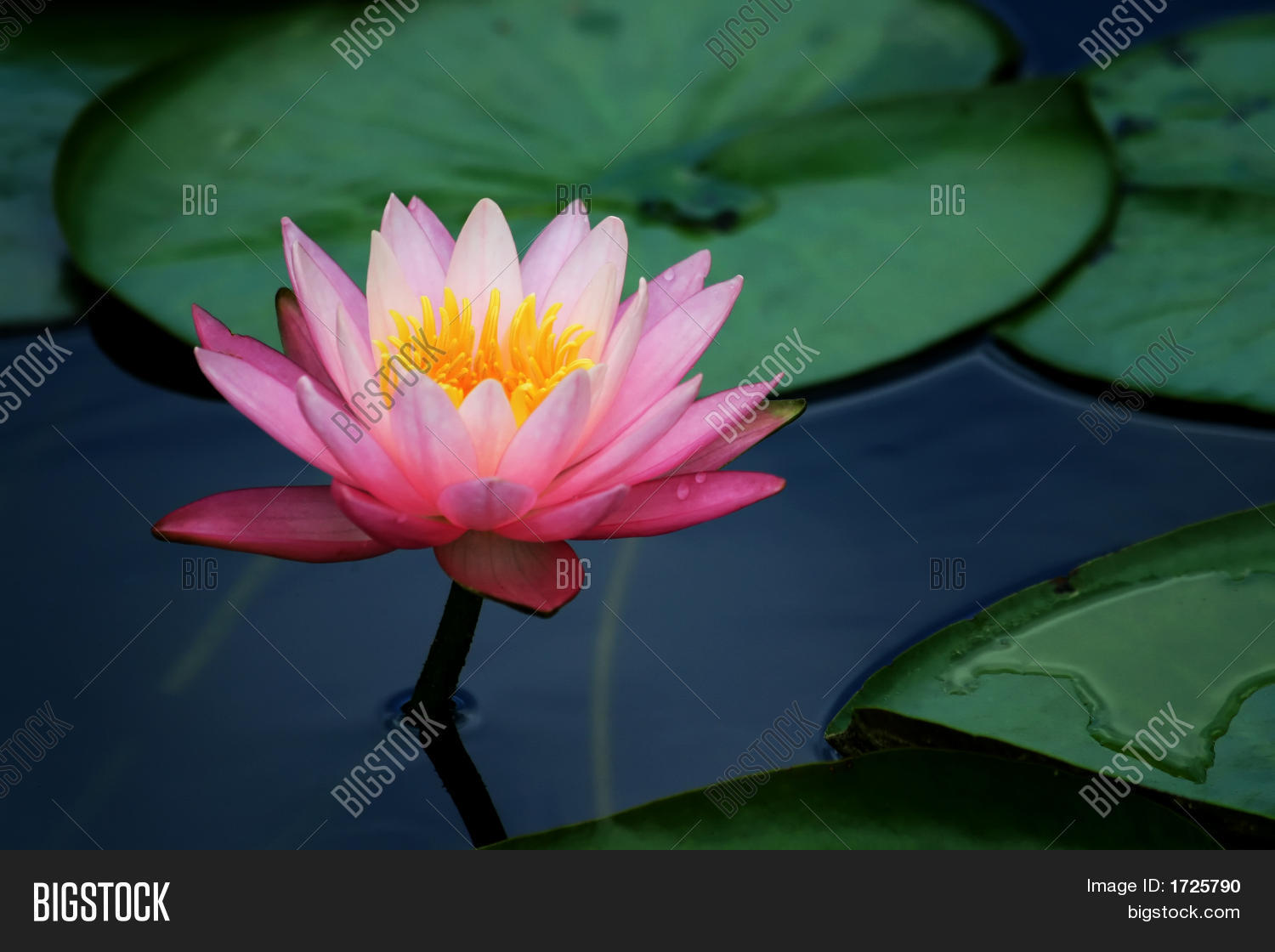 Lily Pads Lotus Flower Image & Photo (Free Trial) | Bigstock