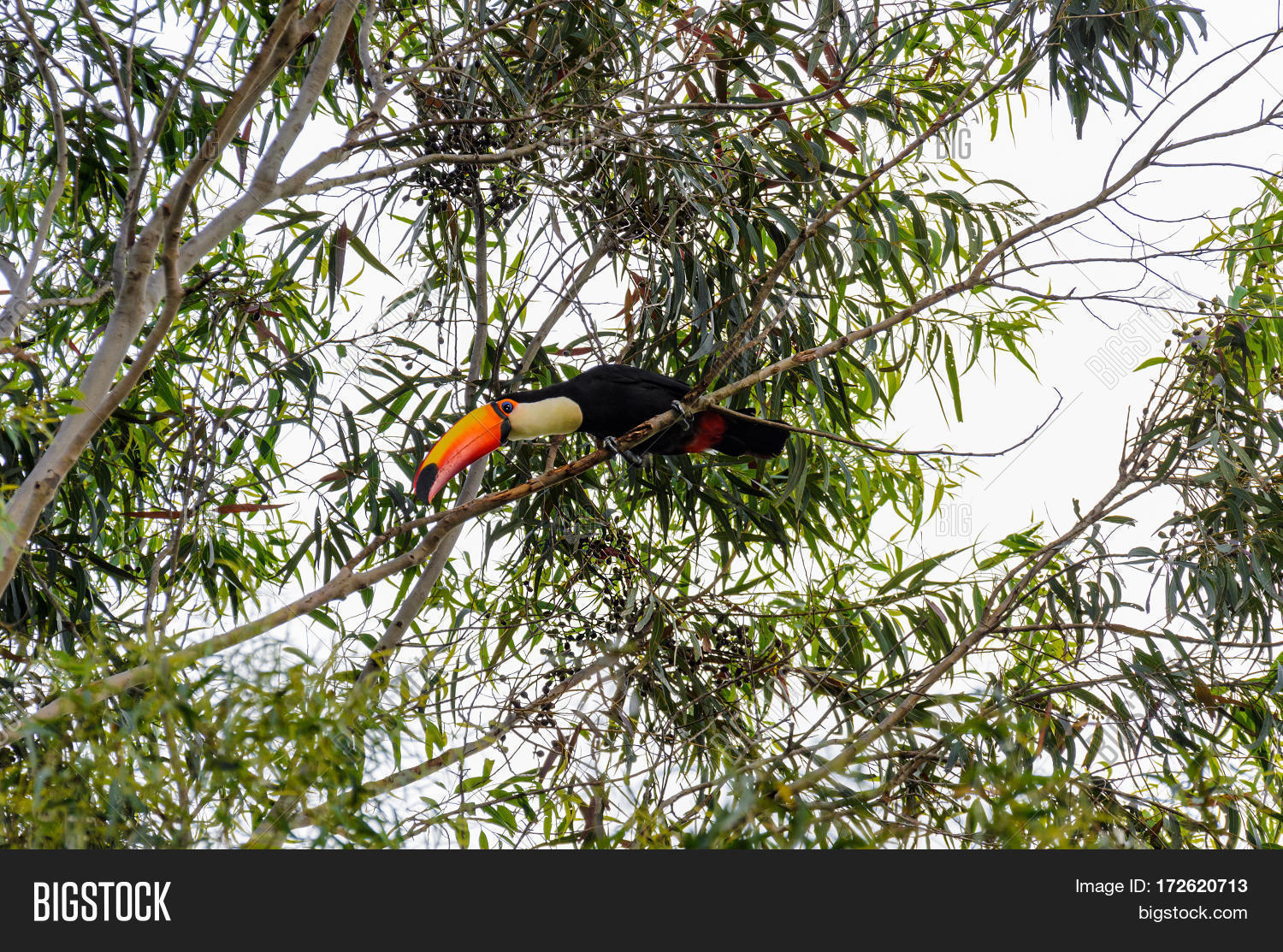 Wild Tucano Bird On Image & Photo (Free Trial) | Bigstock