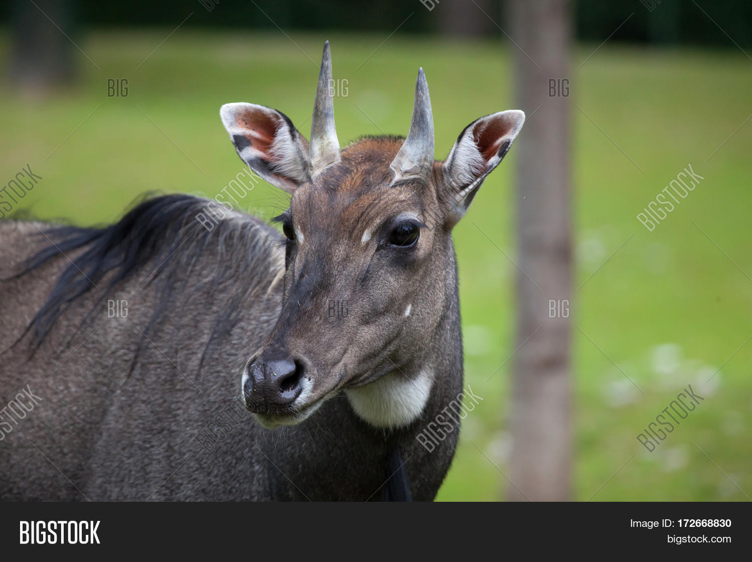 Nilgai (Boselaphus Image & Photo (Free Trial) | Bigstock
