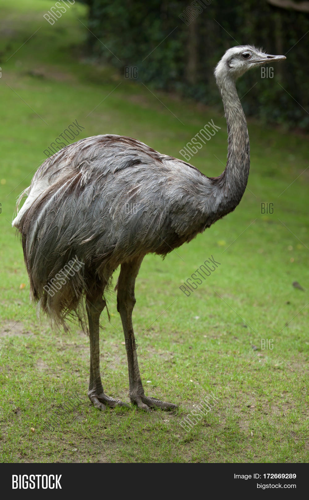 Greater Rhea (Rhea Image & Photo (Free Trial) | Bigstock
