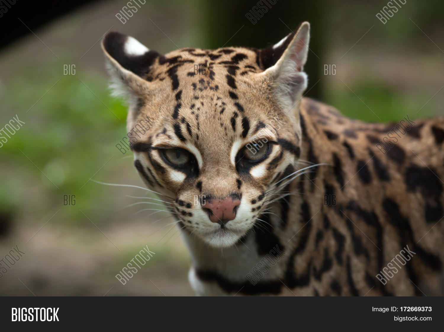 Ocelot (Leopardus Image & Photo (Free Trial) | Bigstock